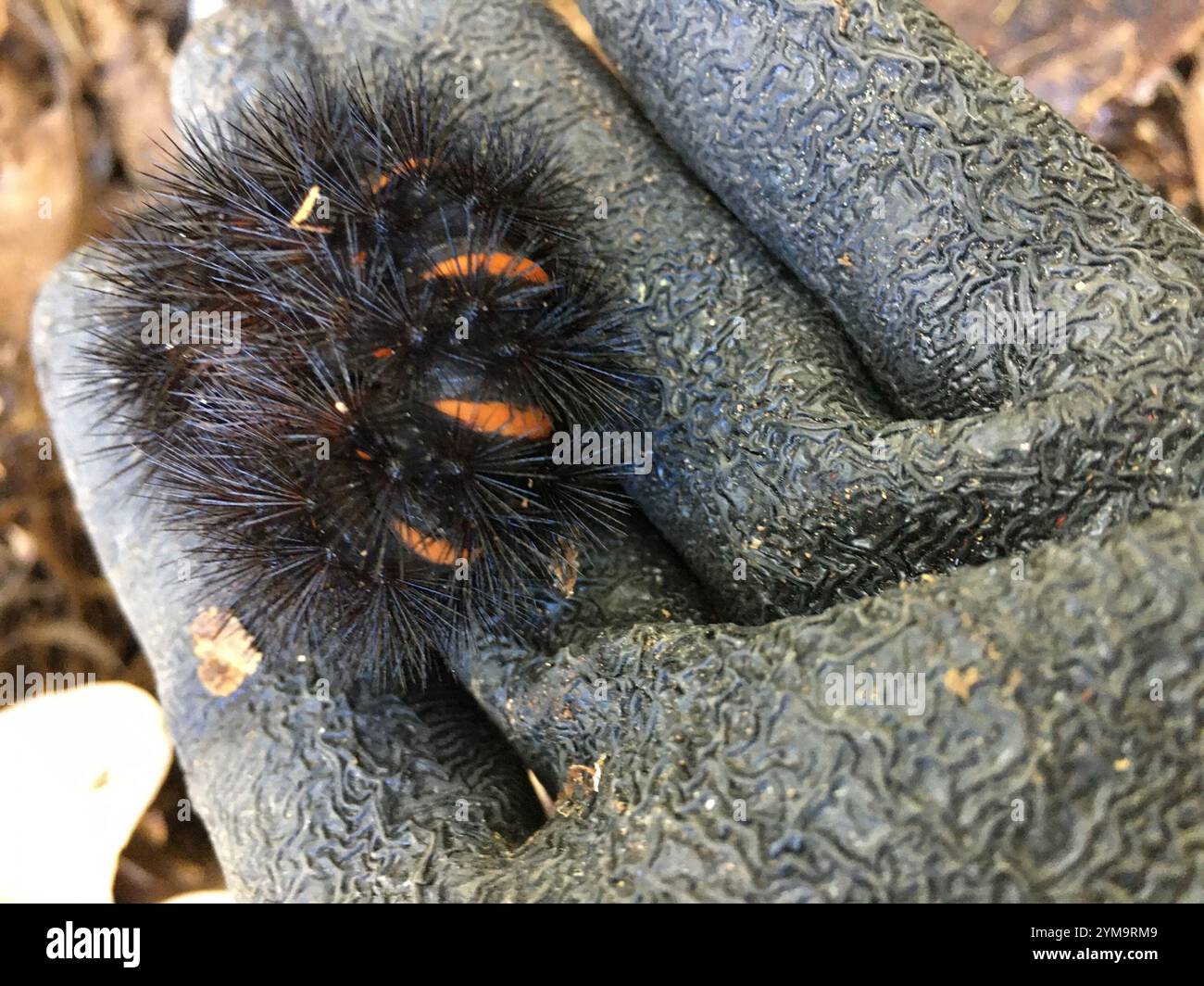 Giant Leopard Moth (Hypercompe scribonia Stock Photo - Alamy