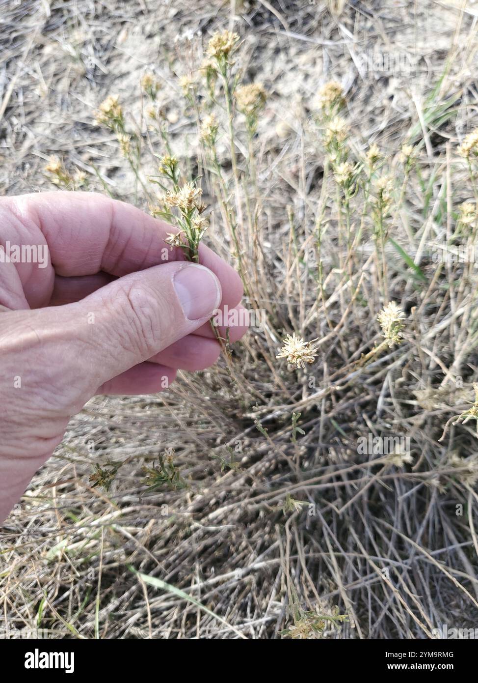 Broom Snakeweed (Gutierrezia sarothrae Stock Photo - Alamy