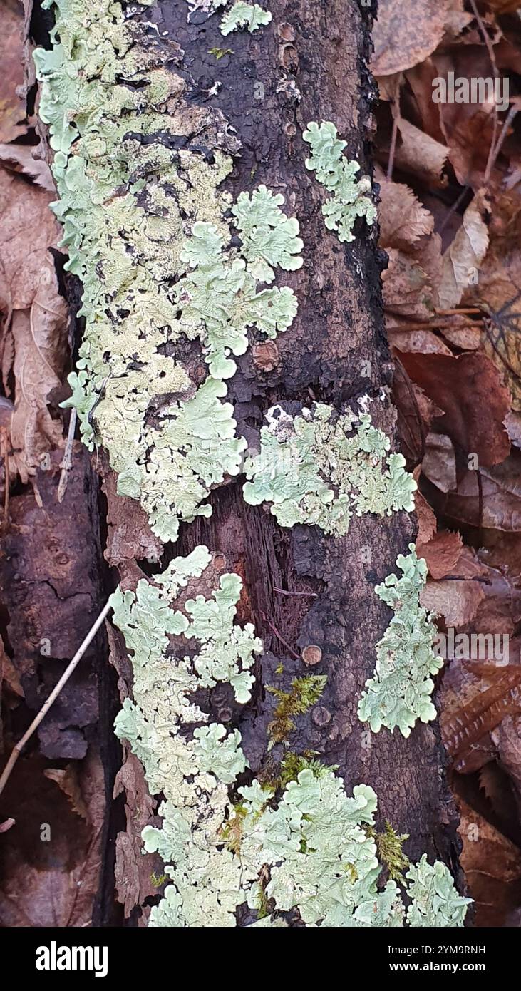 common greenshield lichen (Flavoparmelia caperata Stock Photo - Alamy