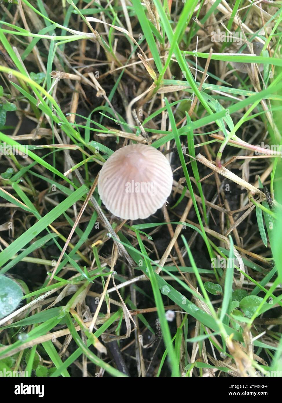 pleated inkcap (Parasola plicatilis Stock Photo - Alamy