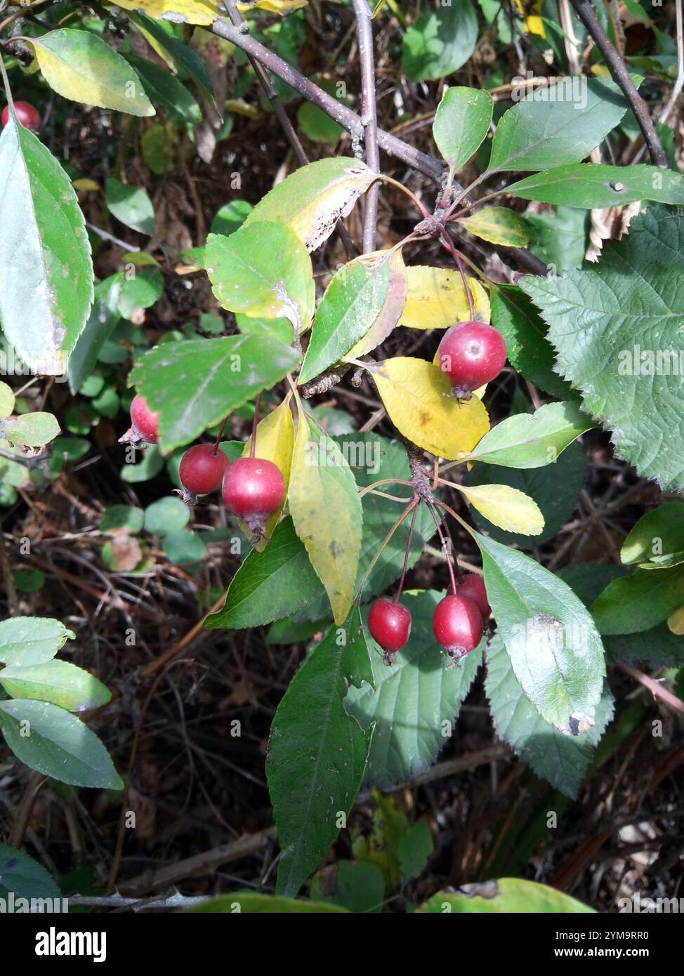 Siberian crabapple (Malus baccata Stock Photo - Alamy