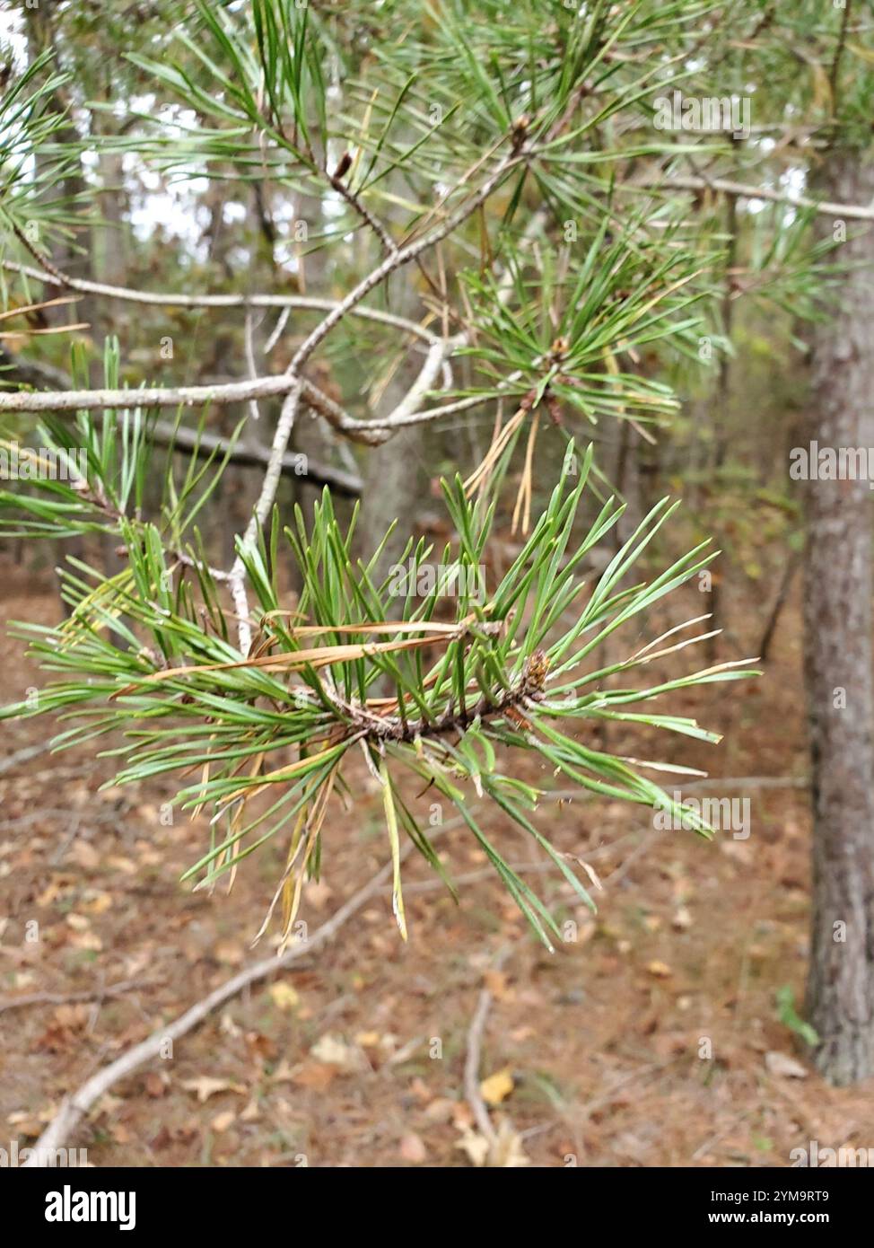 Virginia pine (Pinus virginiana Stock Photo - Alamy