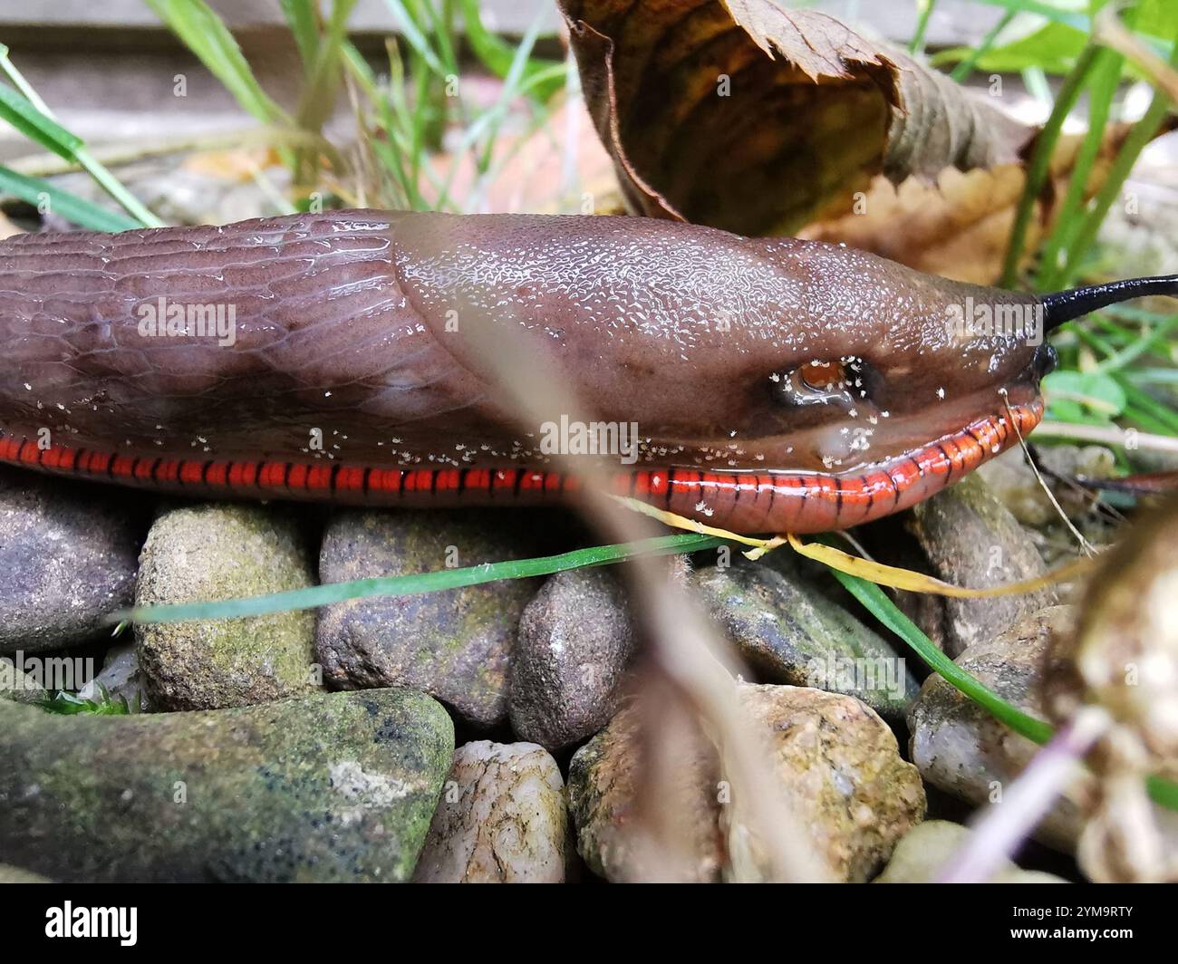 White Slug Mite (Riccardoella oudemansi Stock Photo - Alamy