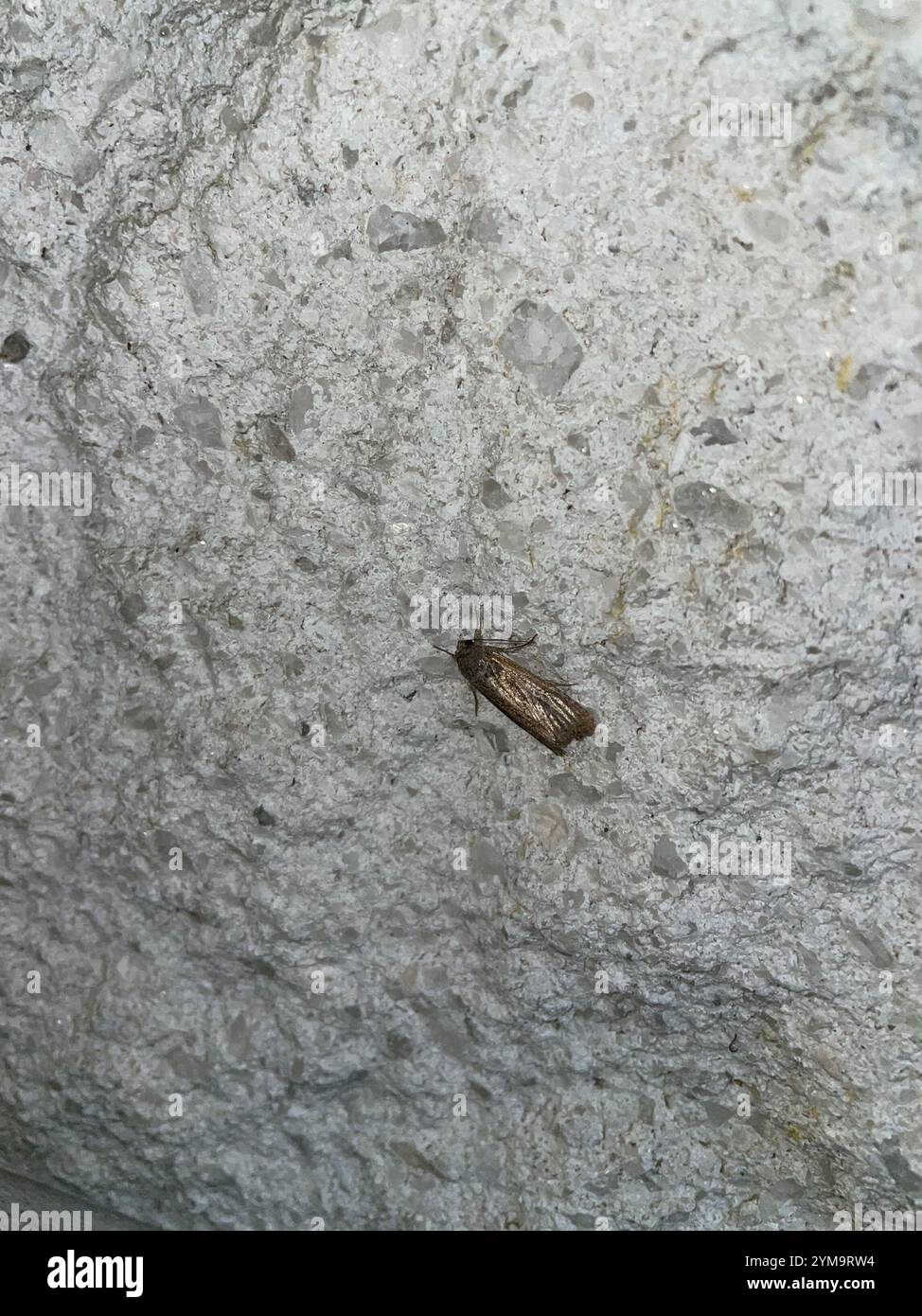 Fall Armyworm Moth (Spodoptera frugiperda Stock Photo - Alamy