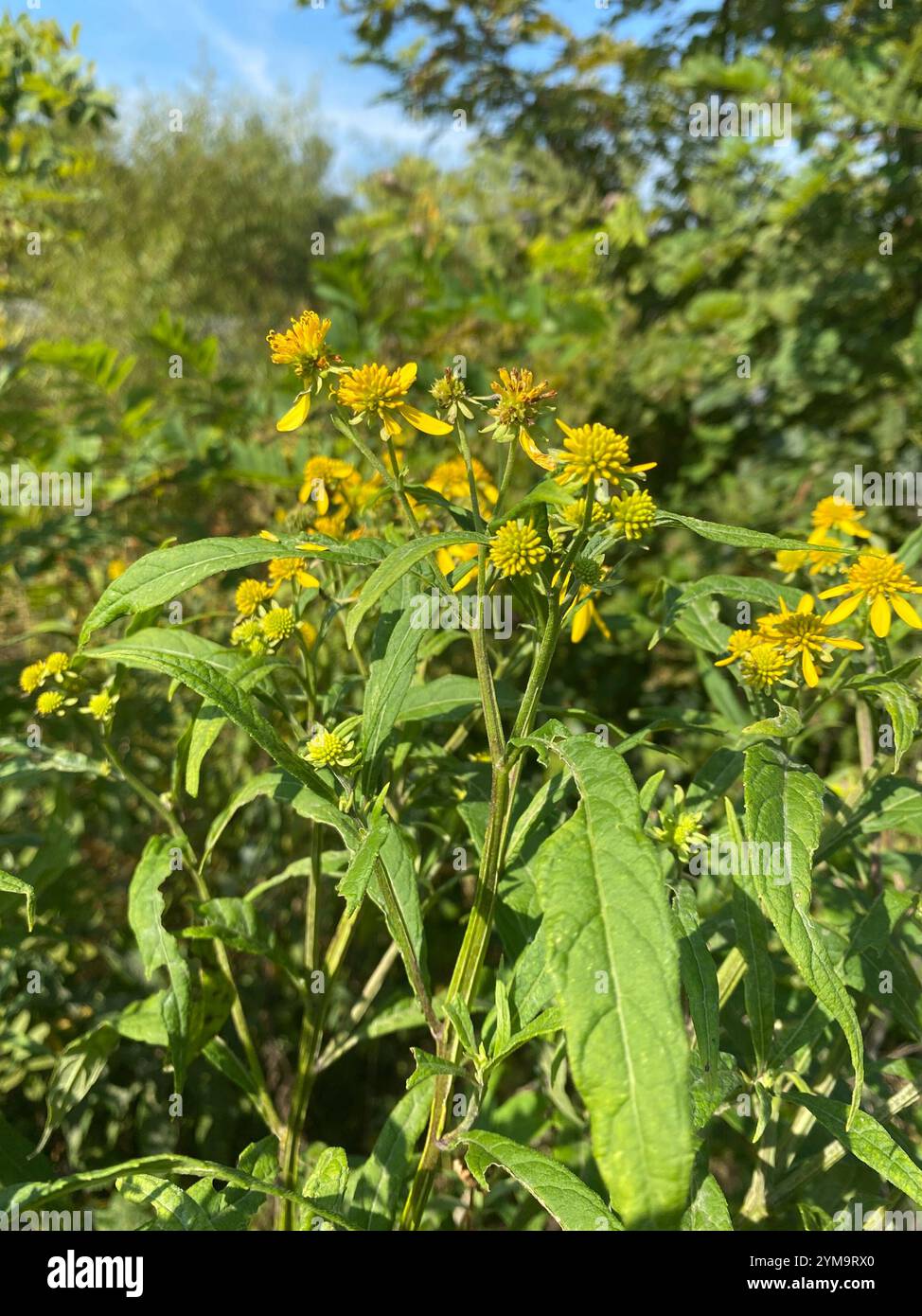 Wingstem (Verbesina alternifolia Stock Photo - Alamy