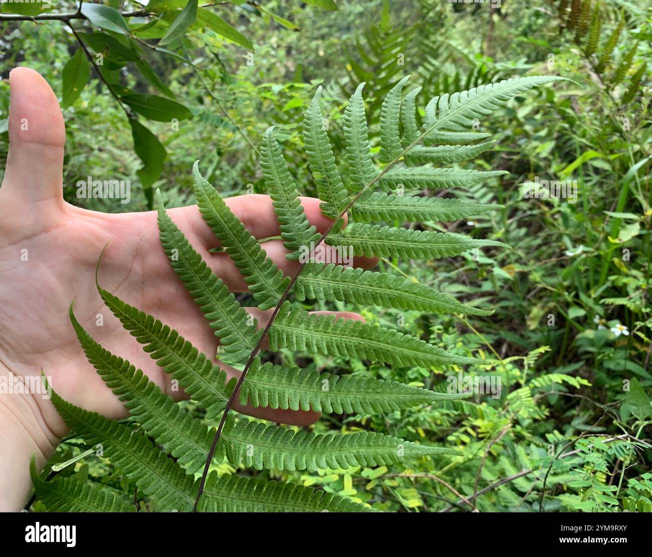 Soft Fern (Christella dentata Stock Photo - Alamy