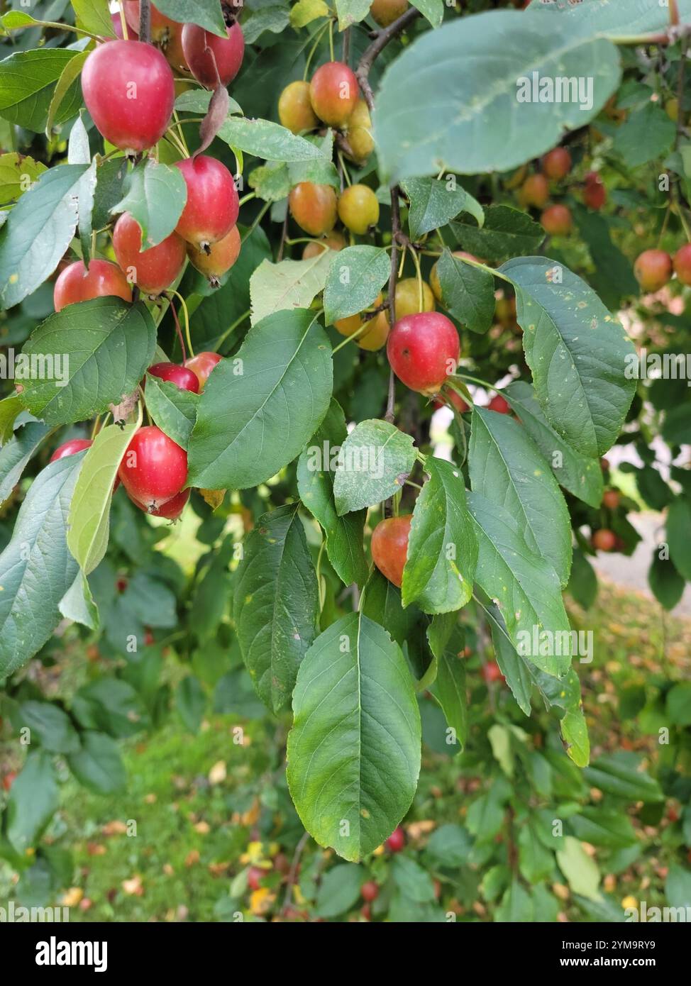 Siberian crabapple (Malus baccata Stock Photo - Alamy