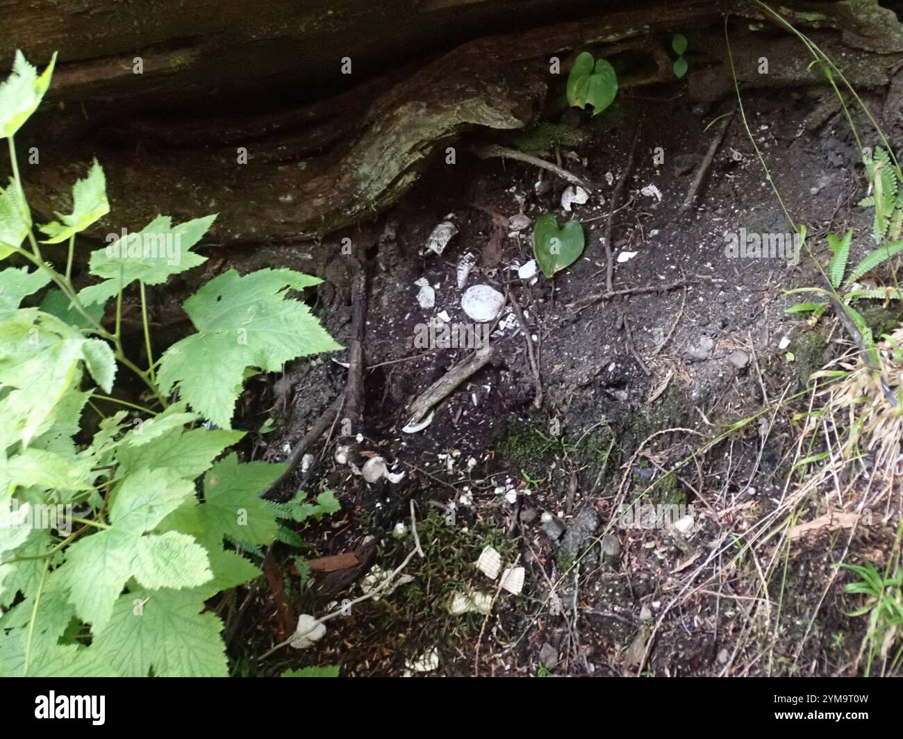 Clinocardium hi-res stock photography and images - Alamy