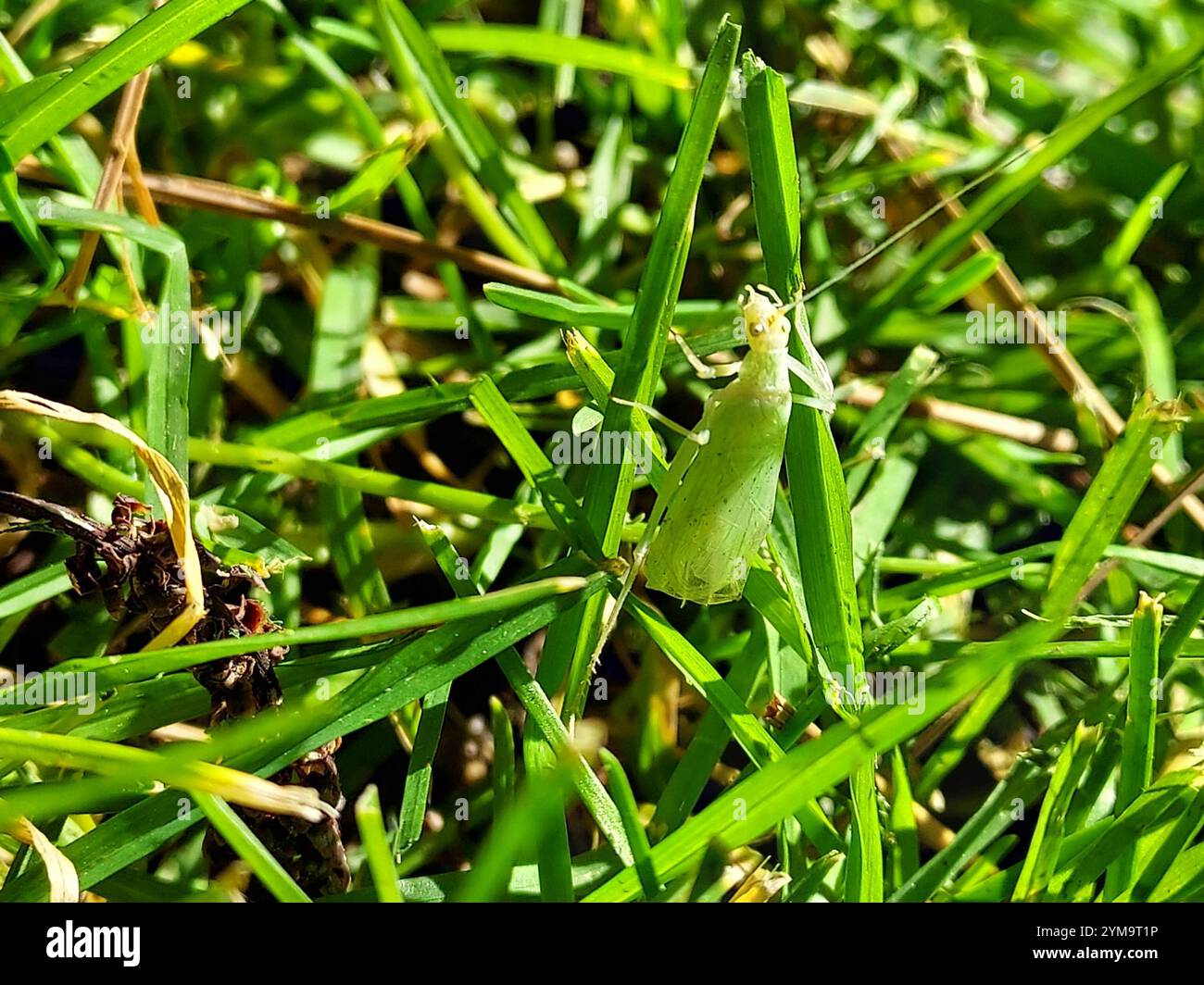 Snowy Tree Cricket (Oecanthus fultoni Stock Photo - Alamy