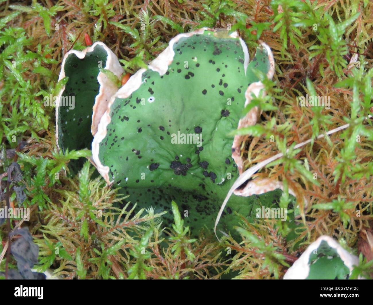 freckled pelt lichen (Peltigera aphthosa Stock Photo - Alamy