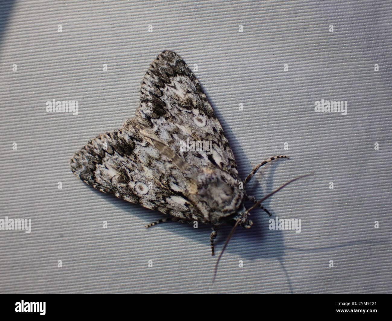 Marbled Oak Dagger (Acronicta marmorata Stock Photo - Alamy