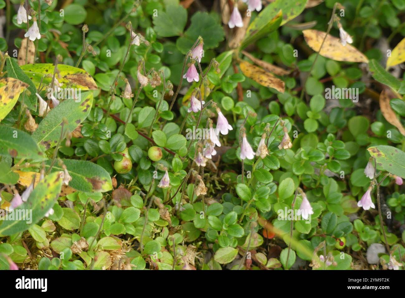 Twinflower (Linnaea borealis Stock Photo - Alamy
