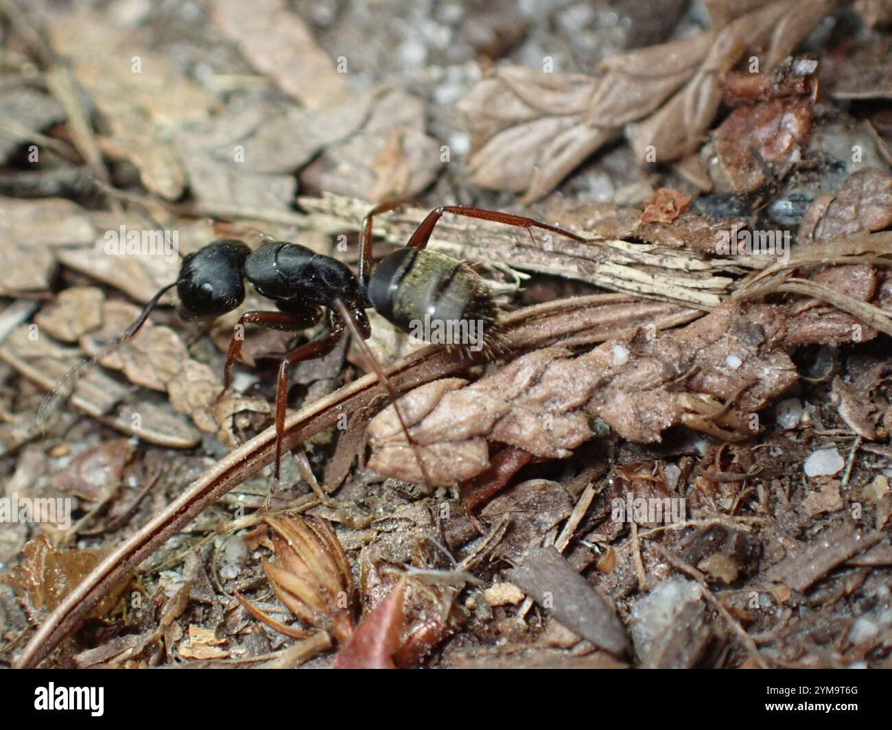 Western Black Carpenter Ant (Camponotus modoc Stock Photo - Alamy