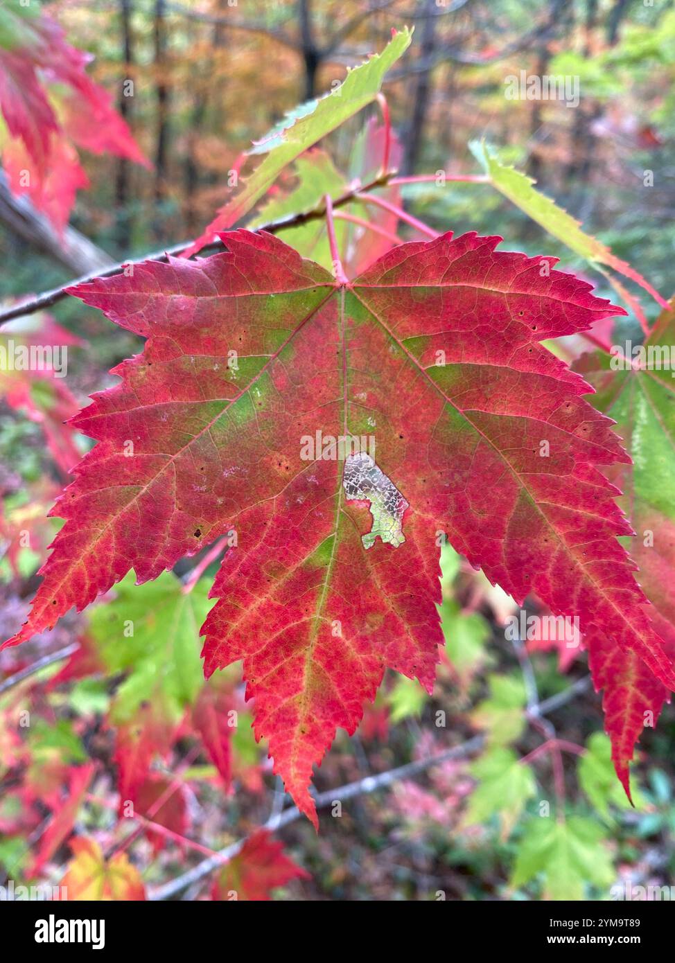 Eastern Red Maple (Acer rubrum rubrum Stock Photo - Alamy