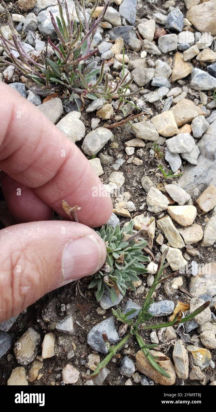 Smooth Rockcress (Braya glabella Stock Photo - Alamy