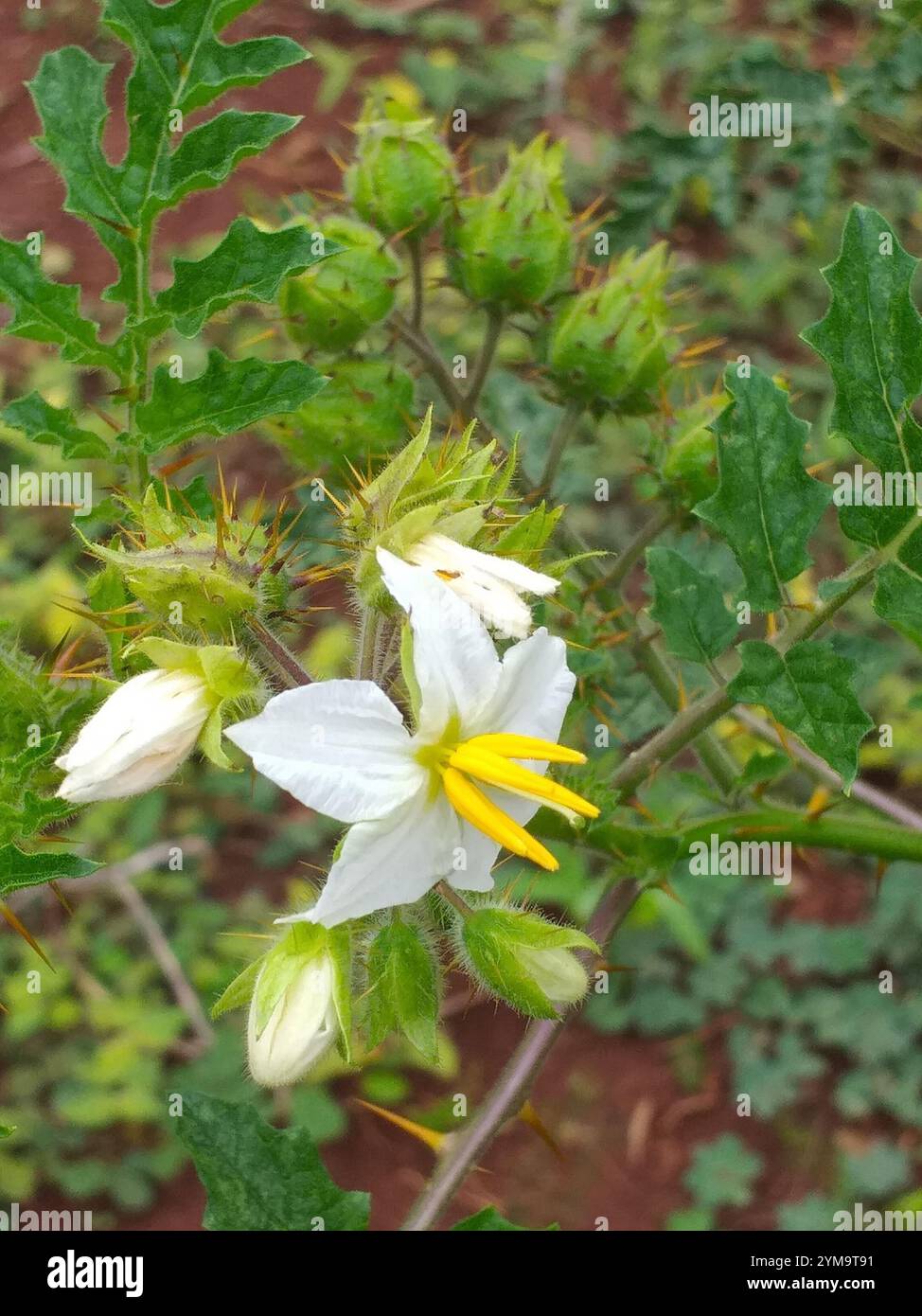 Red Buffalo-bur (Solanum sisymbriifolium Stock Photo - Alamy