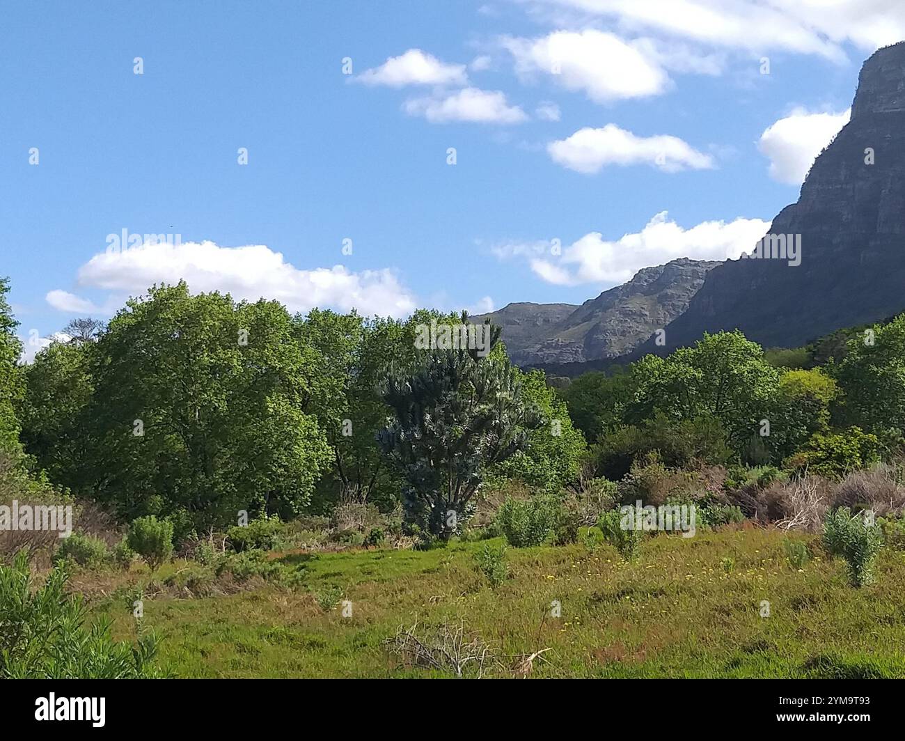 Cape Silver Tree (Leucadendron argenteum Stock Photo - Alamy