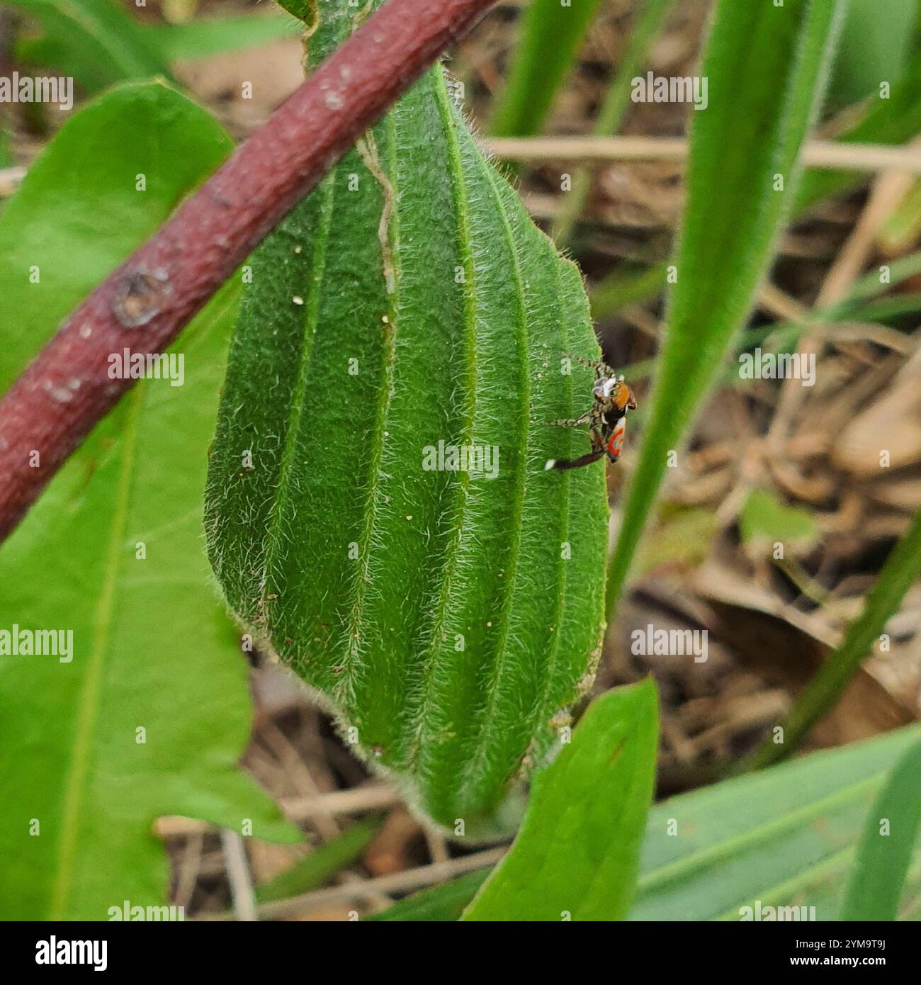 Common Peacock Spider (Maratus pavonis Stock Photo - Alamy