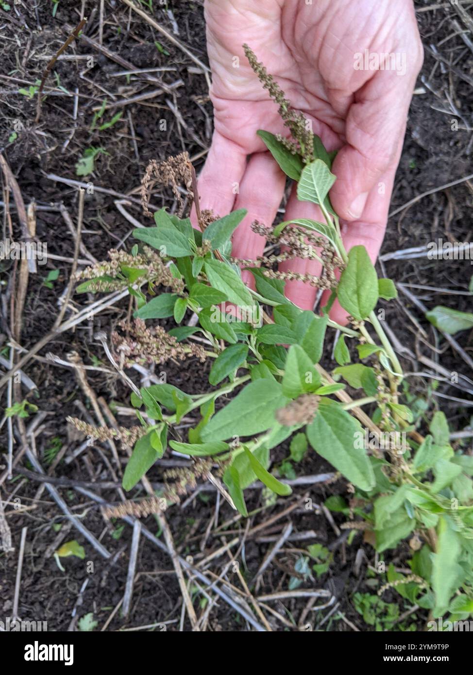 green amaranth (Amaranthus viridis Stock Photo - Alamy