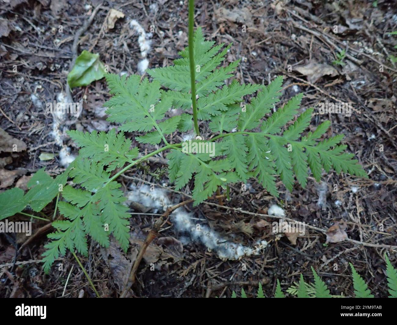 rattlesnake fern (Botrypus virginianus Stock Photo - Alamy
