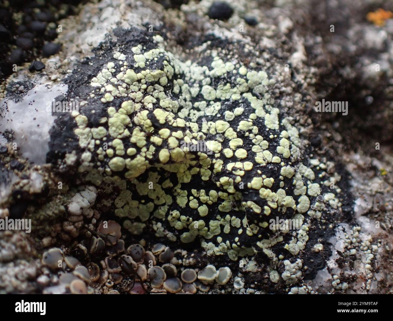common lichens (Lecanoromycetes Stock Photo - Alamy