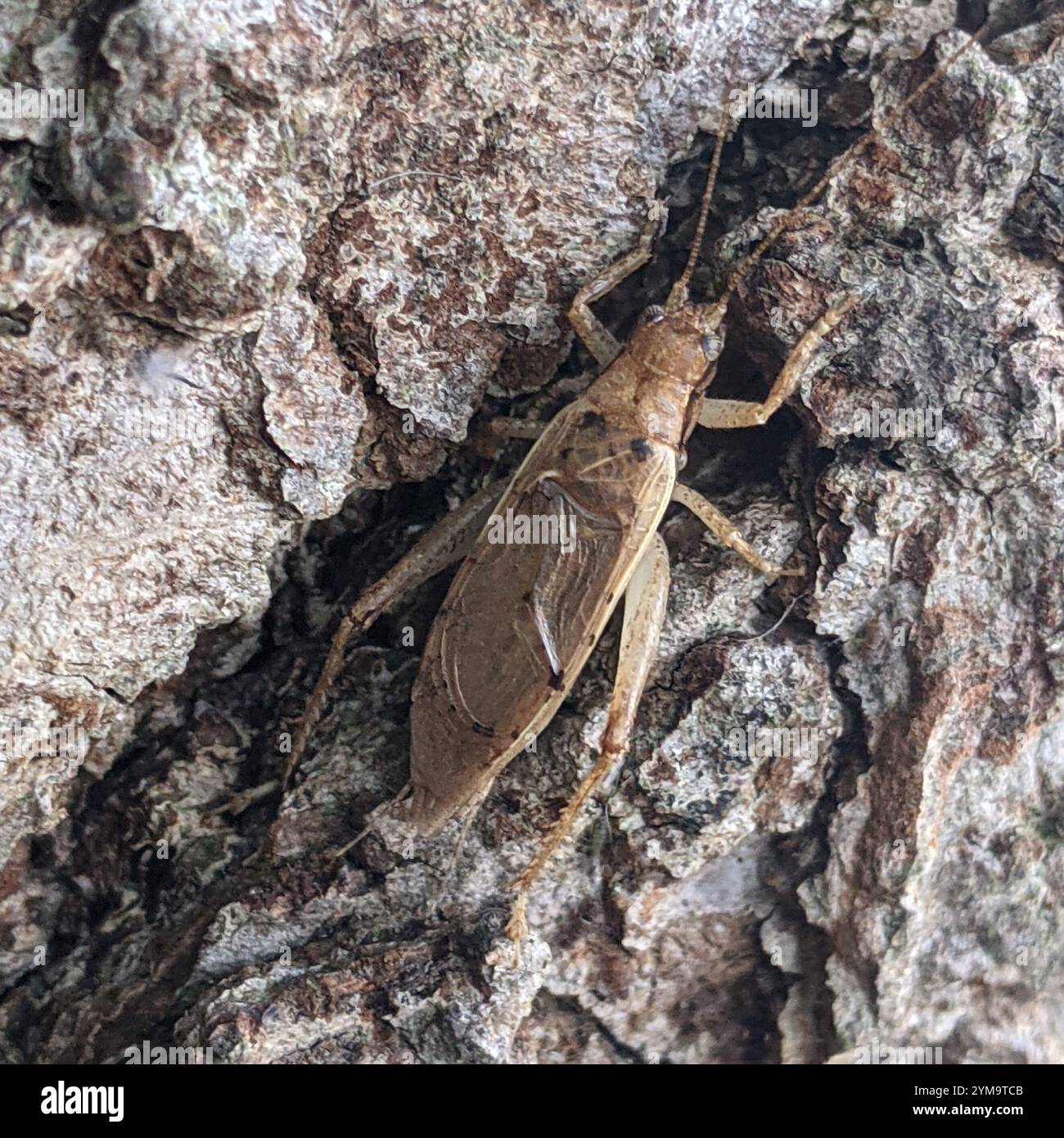 Hapithus hi-res stock photography and images - Alamy