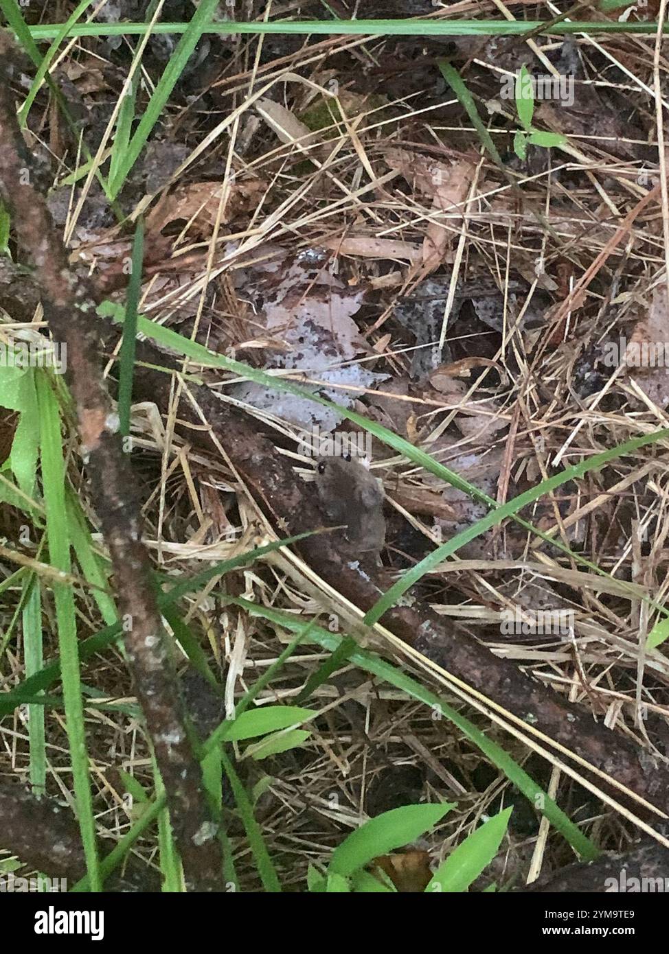 Eastern Harvest Mouse (Reithrodontomys humulis Stock Photo - Alamy