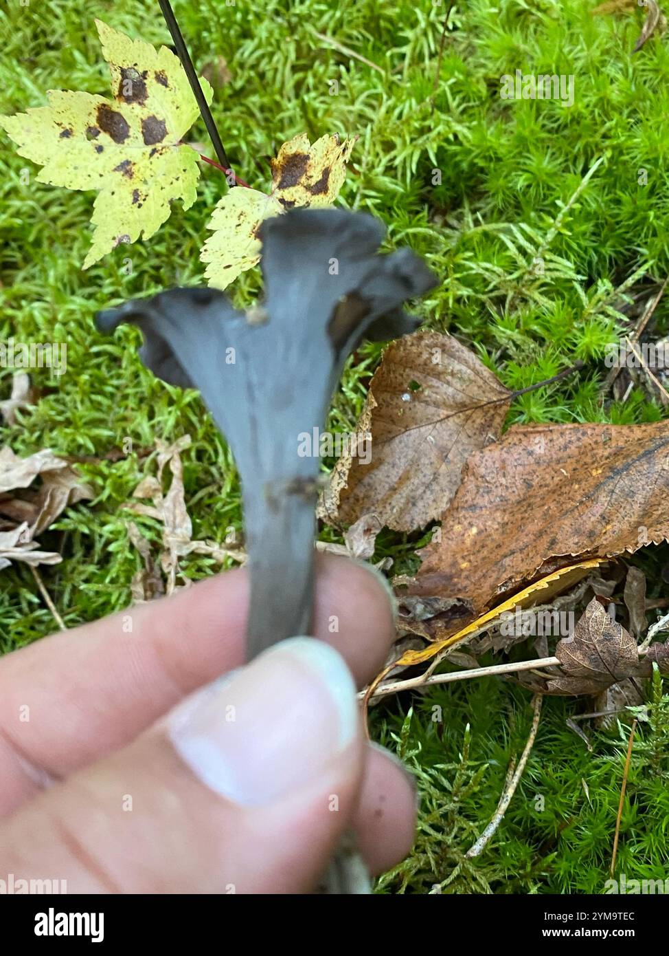 Eastern Black Trumpet (Craterellus fallax Stock Photo - Alamy