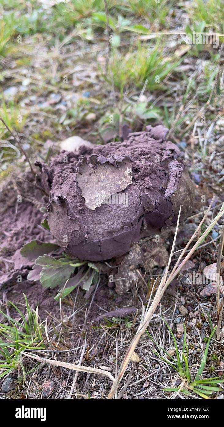 Purple-spored Puffball (Calvatia cyathiformis Stock Photo - Alamy