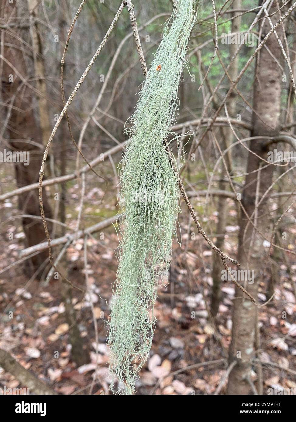 Witch's Hair (Alectoria sarmentosa Stock Photo - Alamy