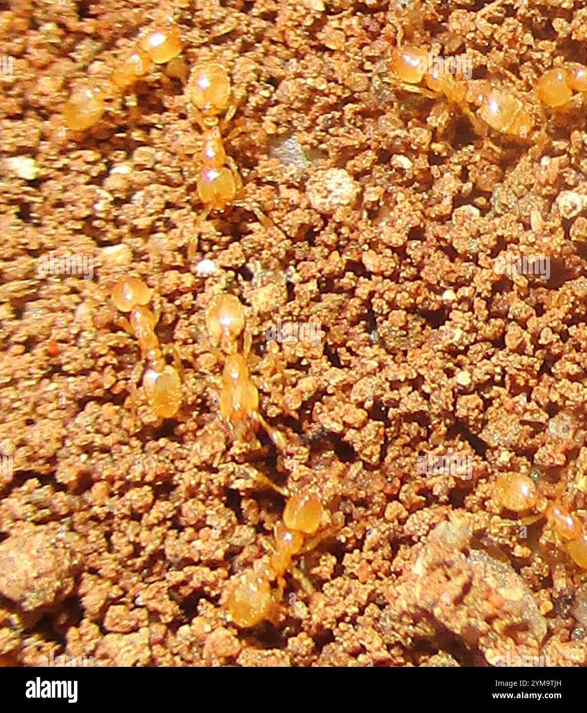 Thief ant hi-res stock photography and images - Alamy