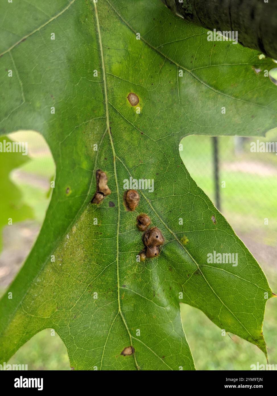 Oak Leaf Gall Midge (Polystepha pilulae Stock Photo - Alamy
