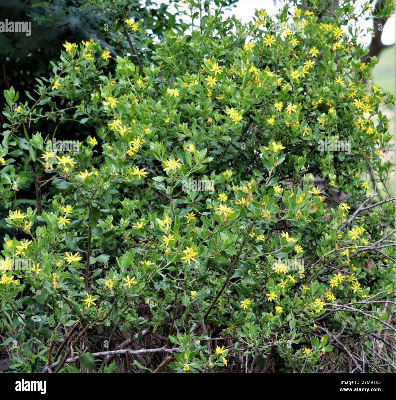 Bietou (Osteospermum moniliferum Stock Photo - Alamy