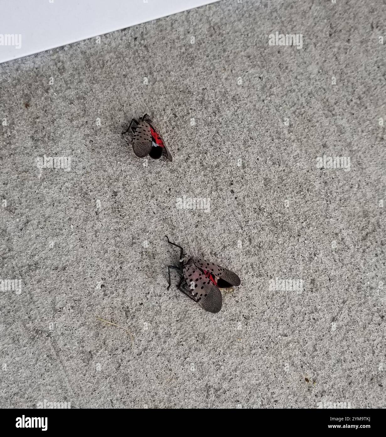 Spotted Lanternfly (Lycorma delicatula Stock Photo - Alamy