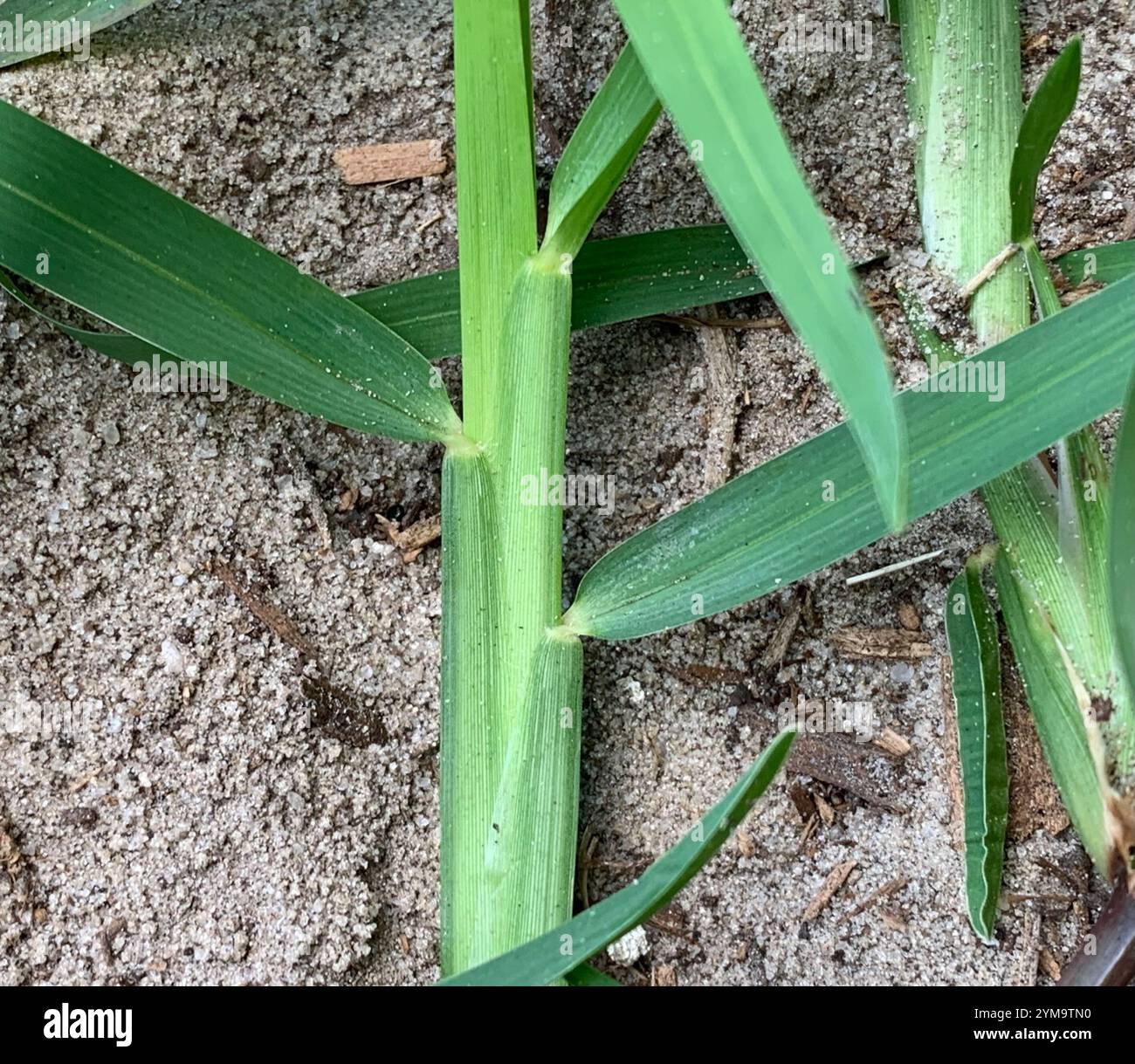 Stenotaphrum hi-res stock photography and images - Alamy