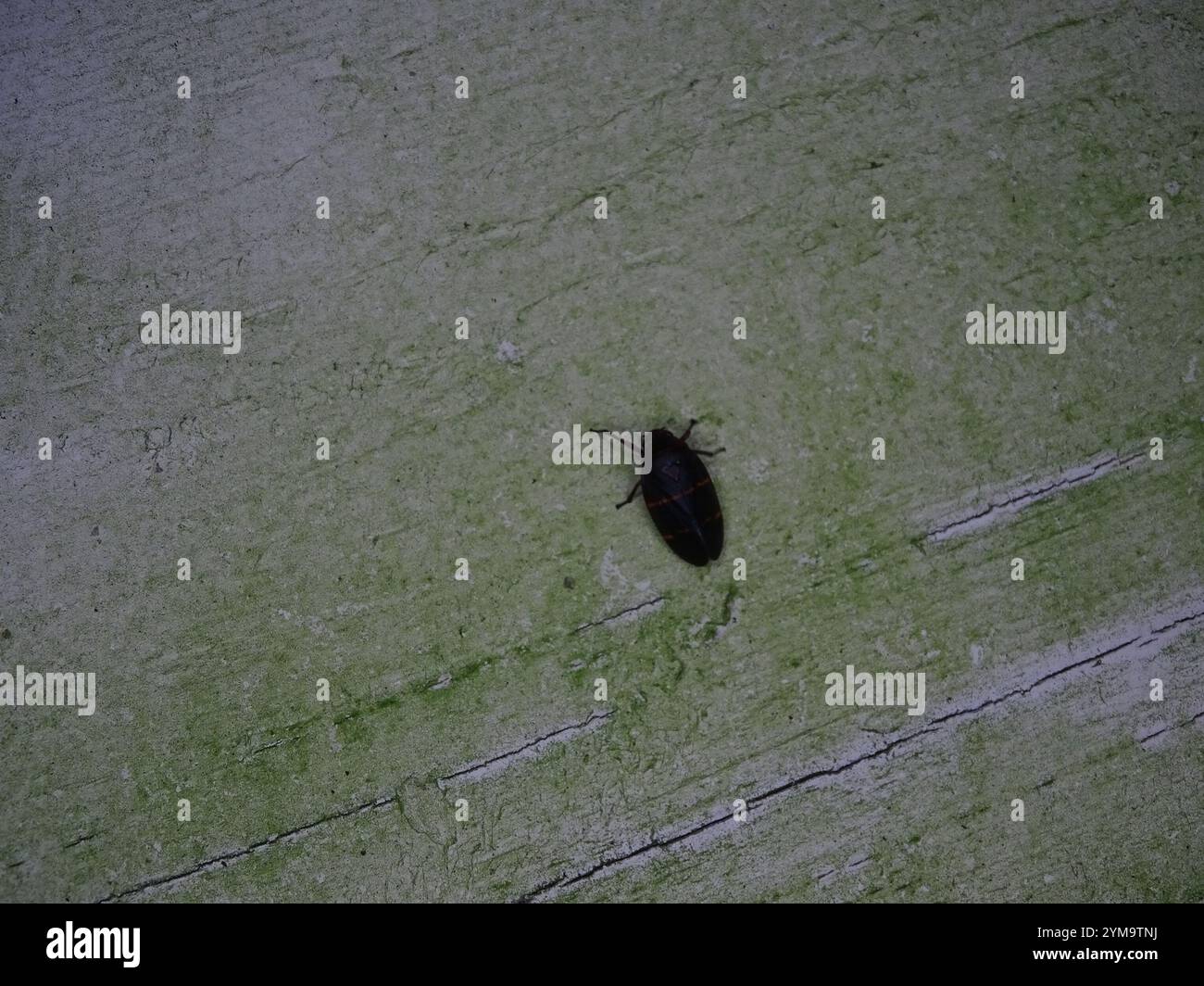 Two lined spittlebug prosapia bicincta hi-res stock photography and ...