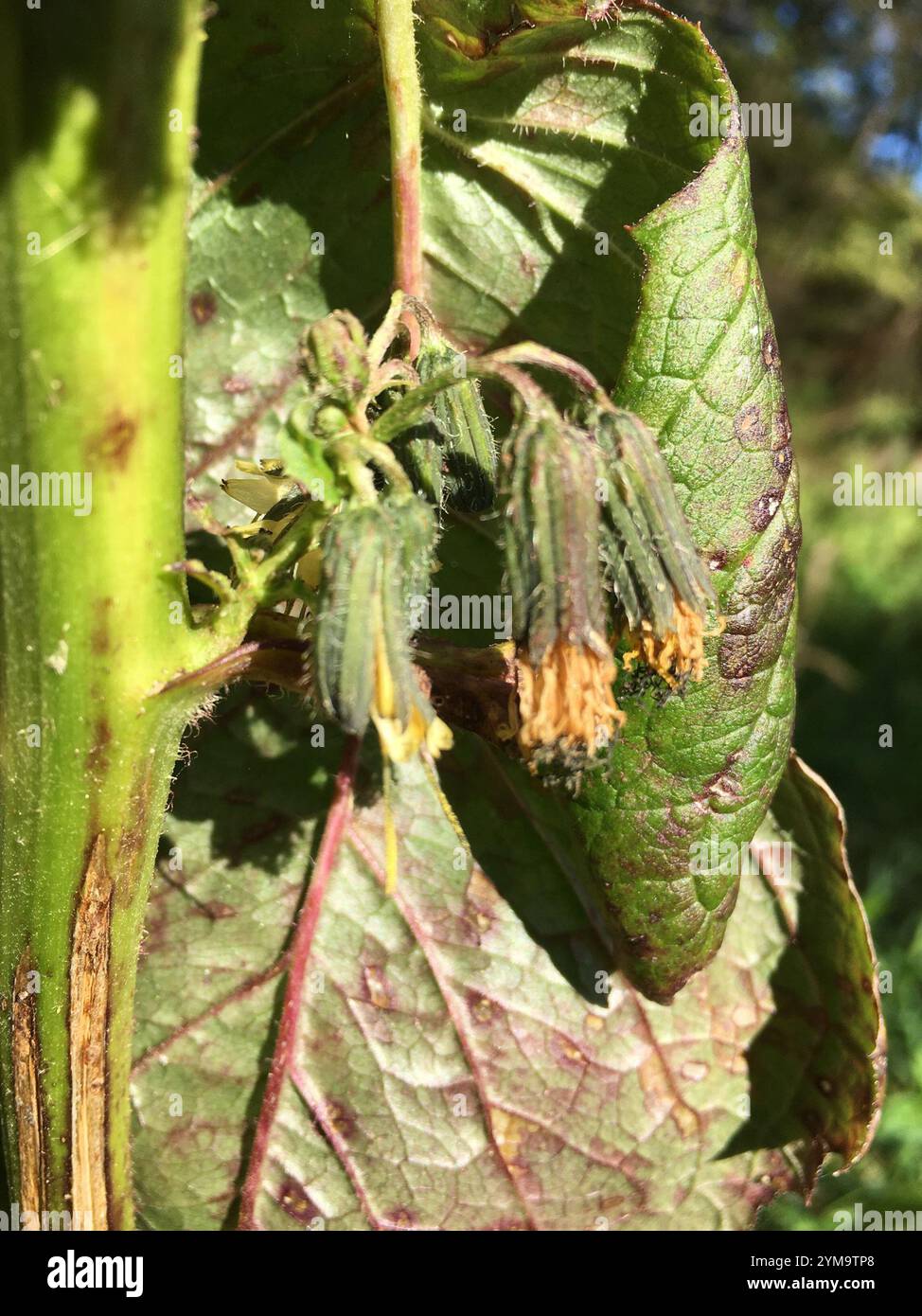 Nabalus crepidineus hi-res stock photography and images - Alamy