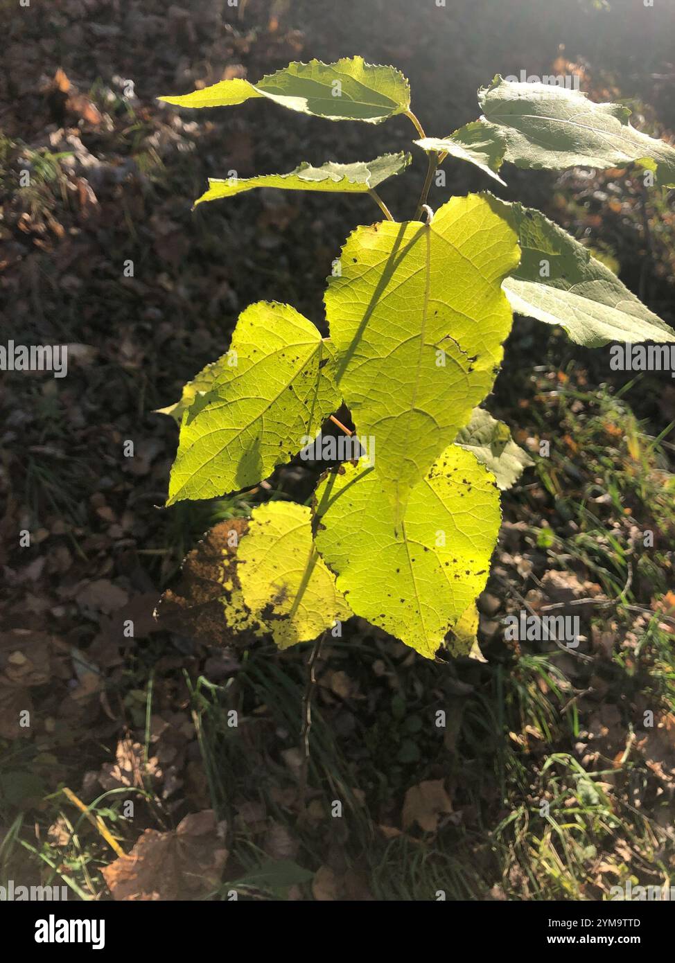 European aspen (Populus tremula Stock Photo - Alamy