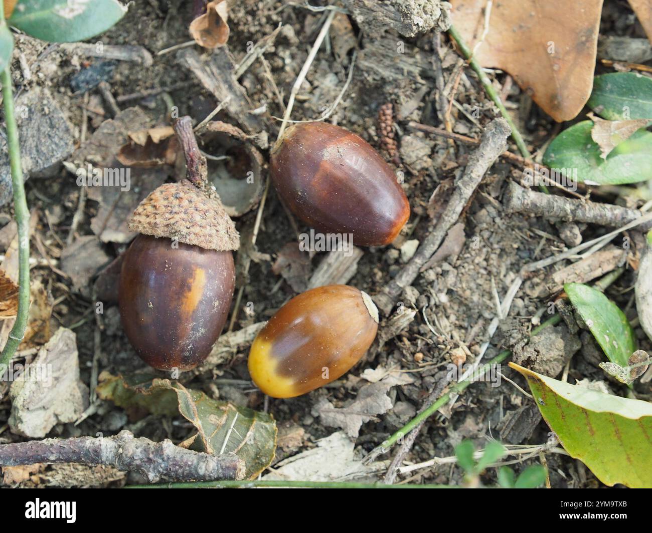 chestnut oak (Quercus montana Stock Photo - Alamy
