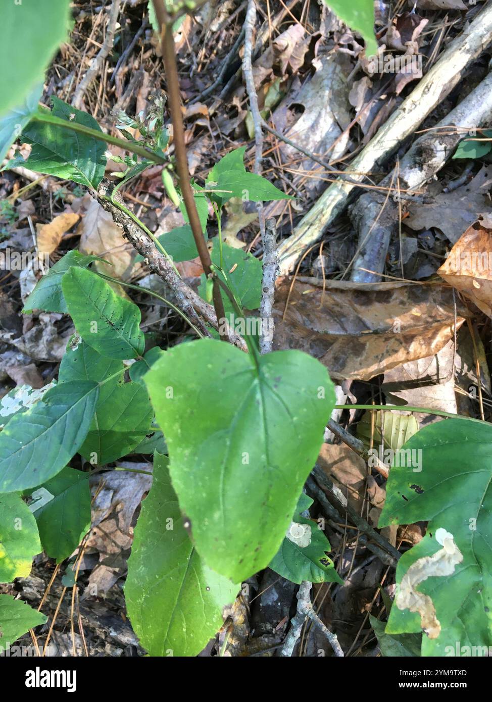 tall rattlesnake root (Nabalus altissimus Stock Photo - Alamy
