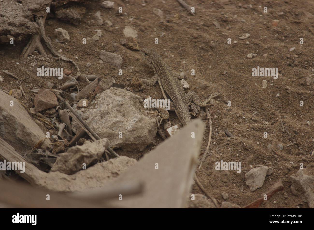 Peru Pacific Iguana (Microlophus peruvianus Stock Photo - Alamy