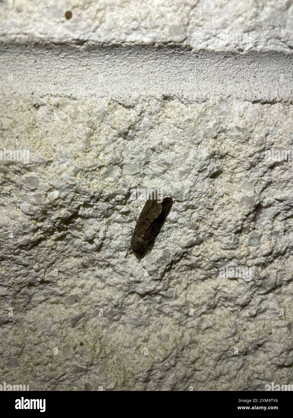 Variegated Cutworm Moth (Peridroma saucia Stock Photo - Alamy