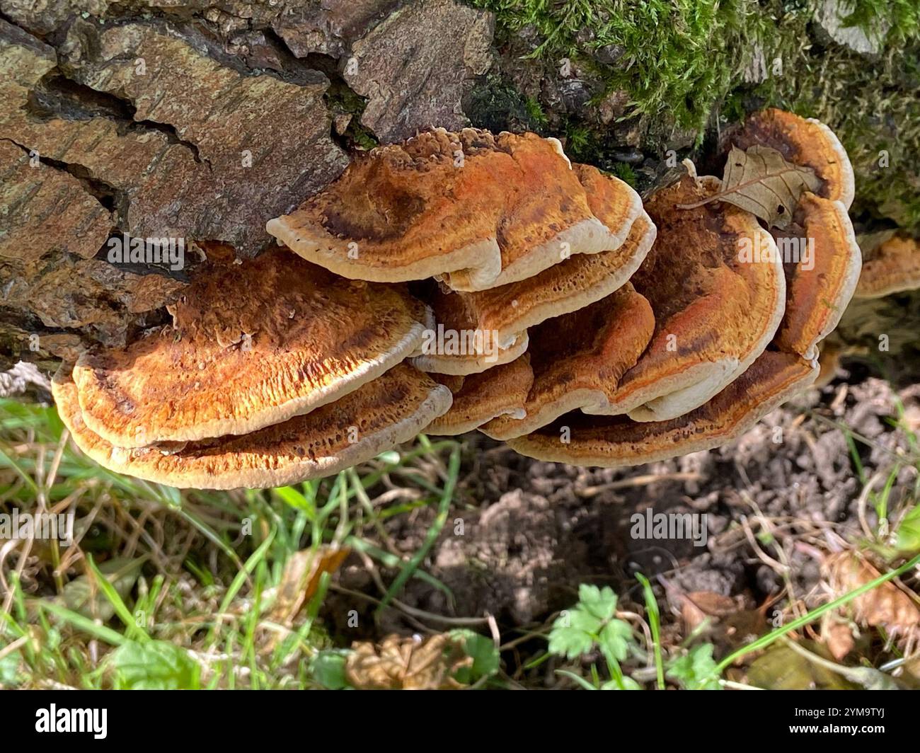 Alder Bracket (Mensularia radiata Stock Photo - Alamy