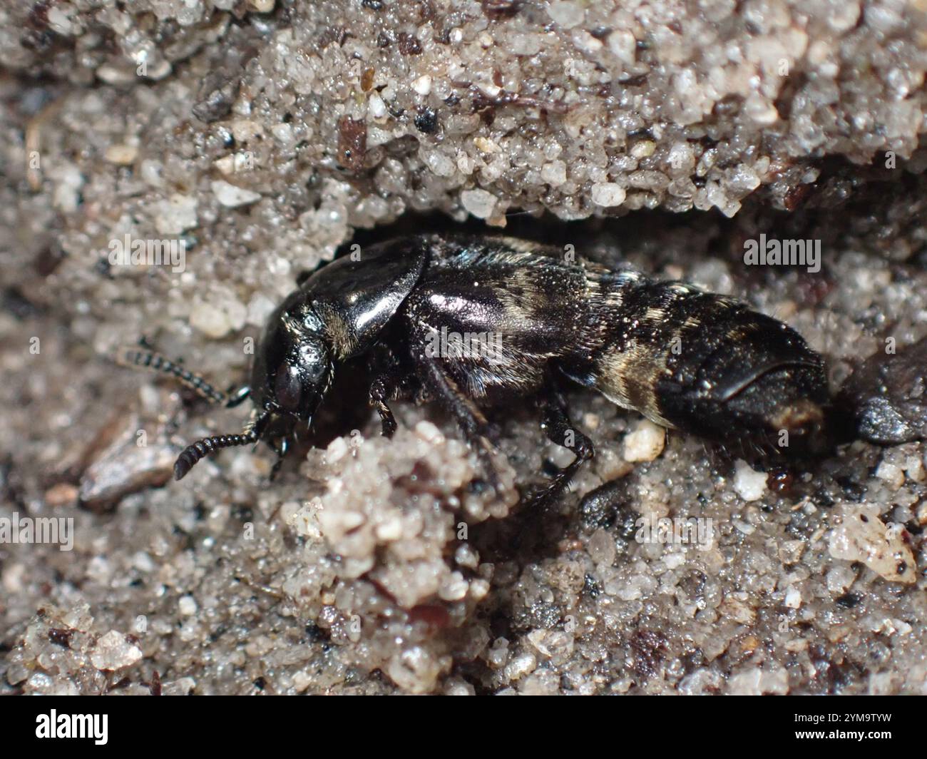 hairy rove beetle (Creophilus maxillosus Stock Photo - Alamy