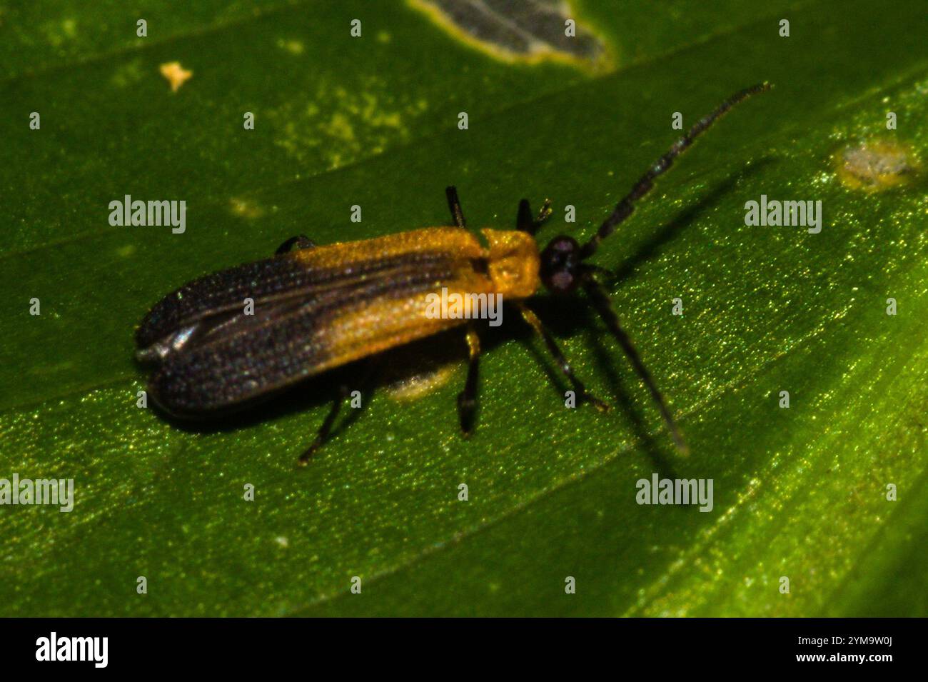 Net-winged Beetles (Lycidae Stock Photo - Alamy