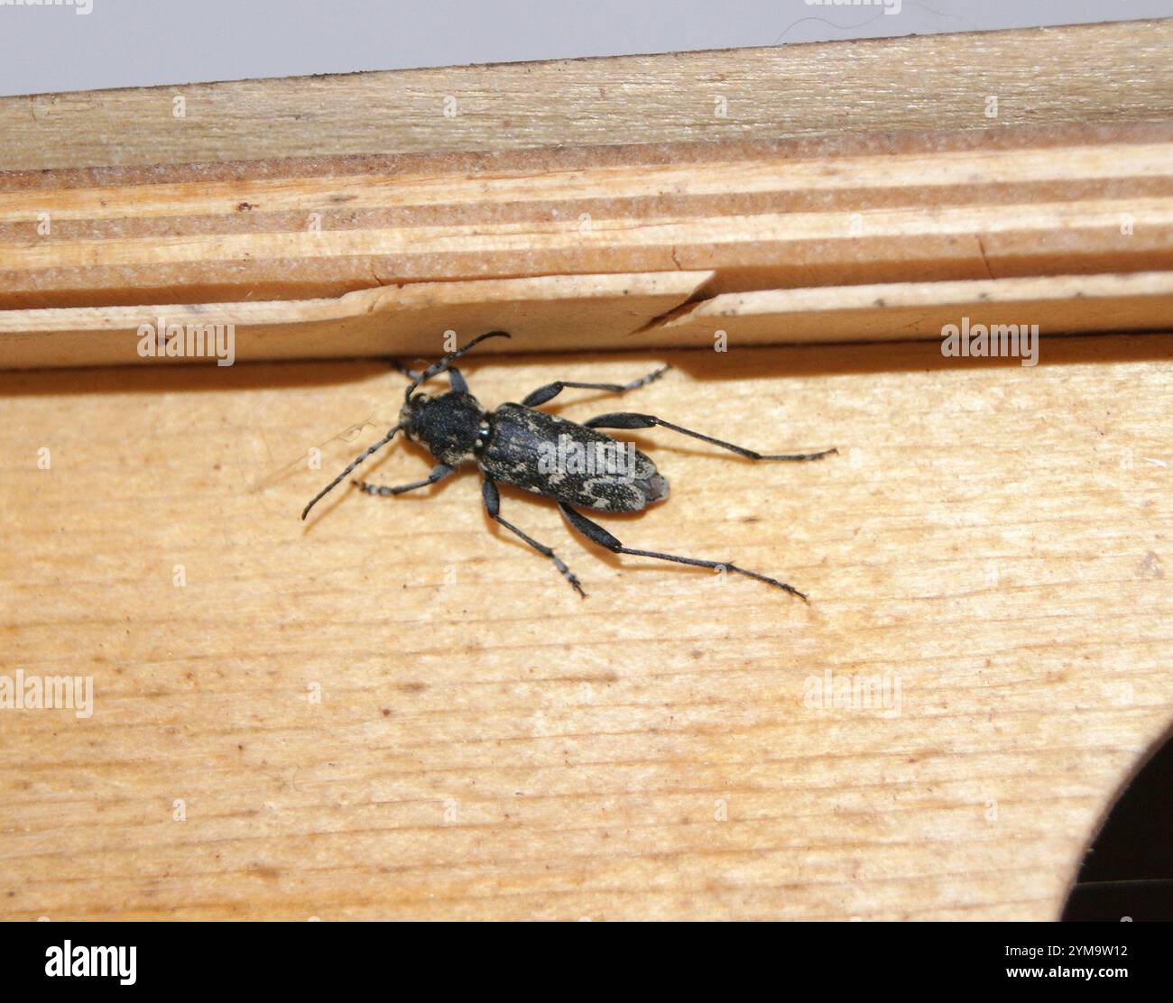 Xylotrechus rusticus hi-res stock photography and images - Alamy