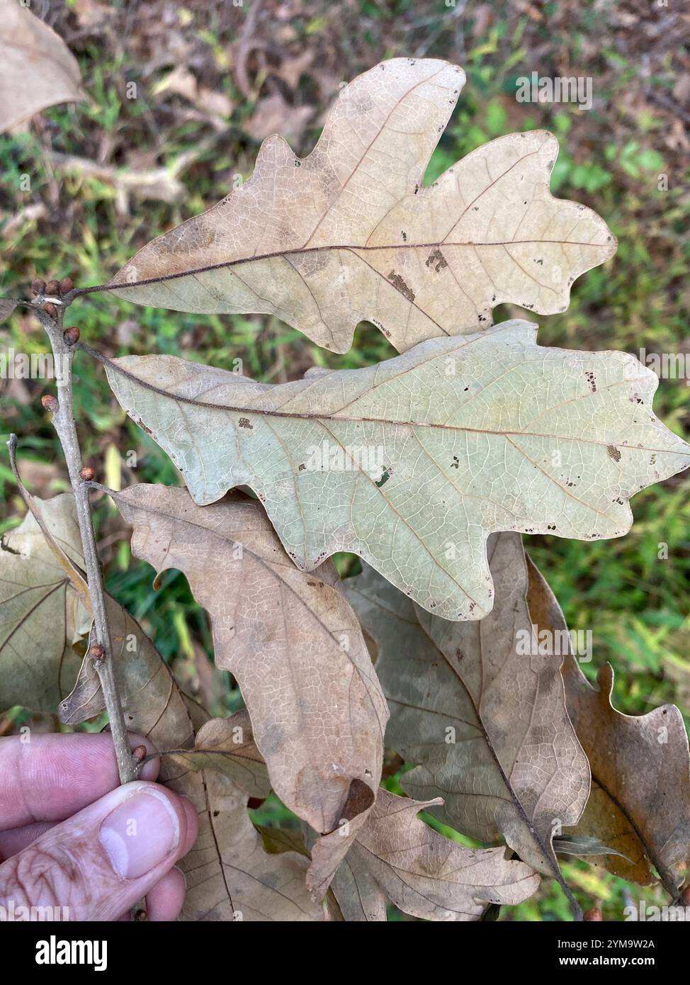 overcup oak (Quercus lyrata Stock Photo - Alamy