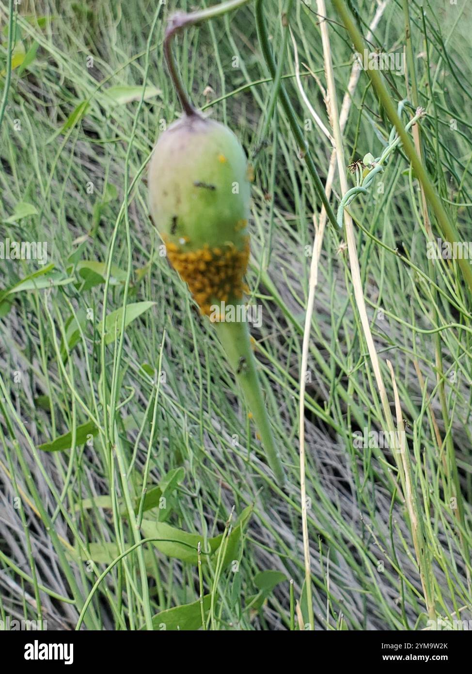 climbing milkweed (Funastrum cynanchoides Stock Photo - Alamy