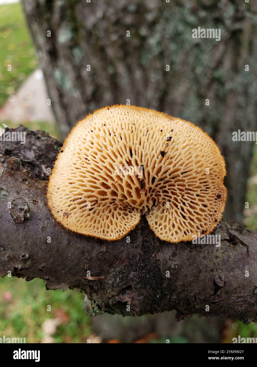hexagonal-pored polypore (Neofavolus alveolaris Stock Photo - Alamy