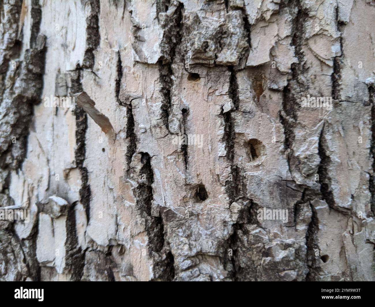 Emerald Ash Borer (Agrilus planipennis Stock Photo - Alamy